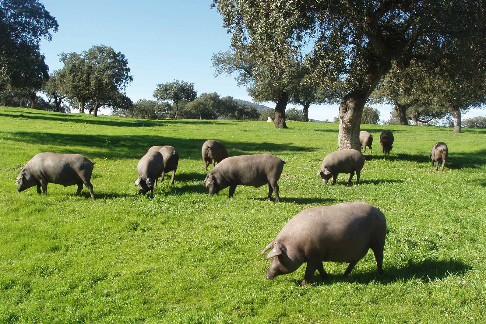 Gen tica Del Aut ntico Cerdo Ib rico Que No Te Enga en Restaurante Gen tica Del Aut ntico Cerdo Ib rico Que No Te Enga en Restaurante